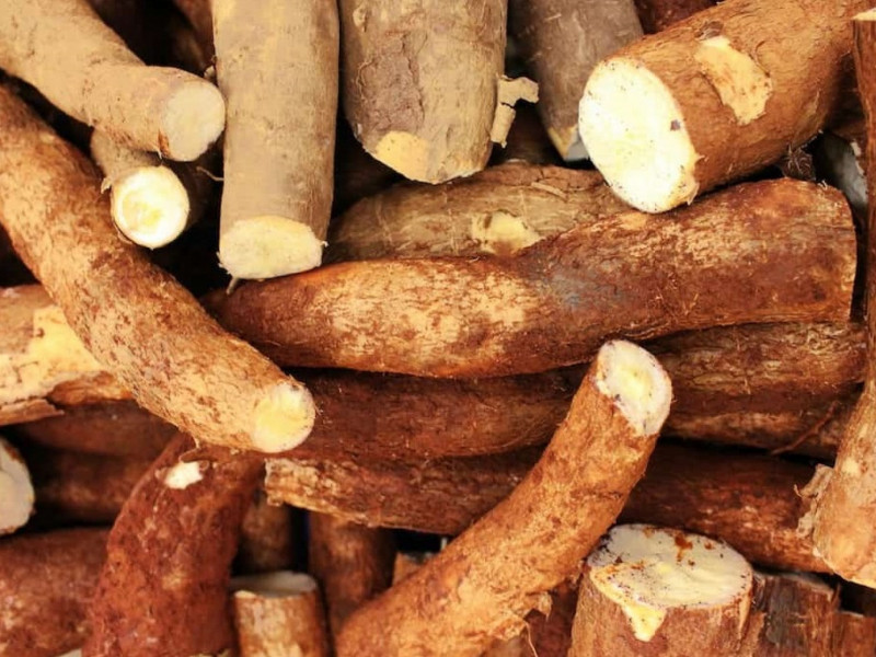 Angola acolhe congresso internacional da mandioca