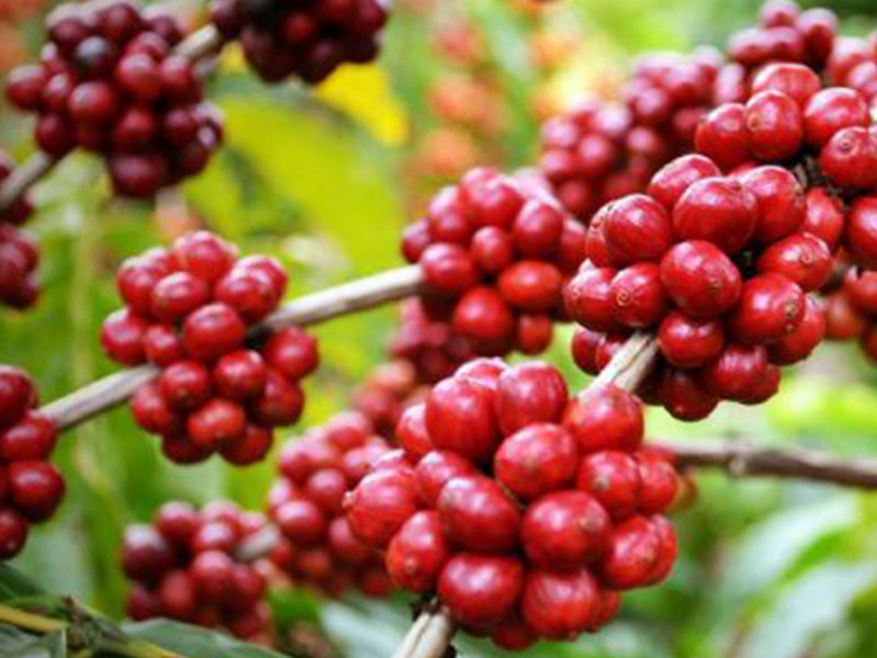 Agricultura beneficia de 8,8 milhões de euros para produção de café ...