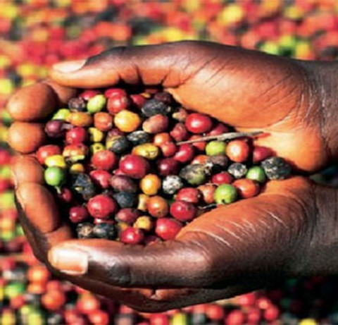 Angola aposta na revitalização do sector cafeeiro nacional