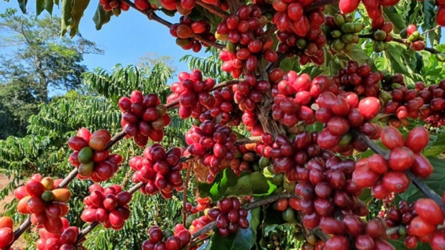 Angola arrecada mais de três milhões USD em exportação de café