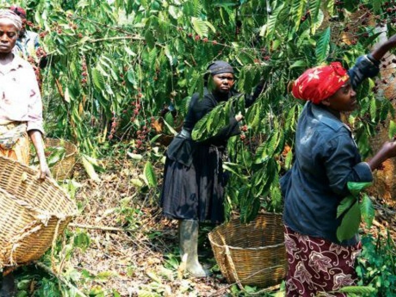 Empresa Angonabeiro apoia 40 mil famílias produtoras de café - Angola
