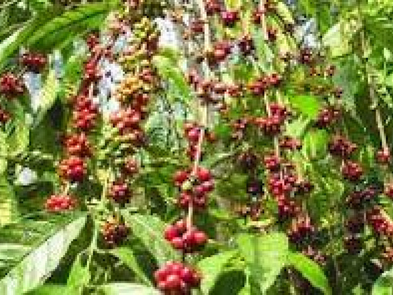 Angola exportou em média 1,5 mil toneladas de café nos últimos anos